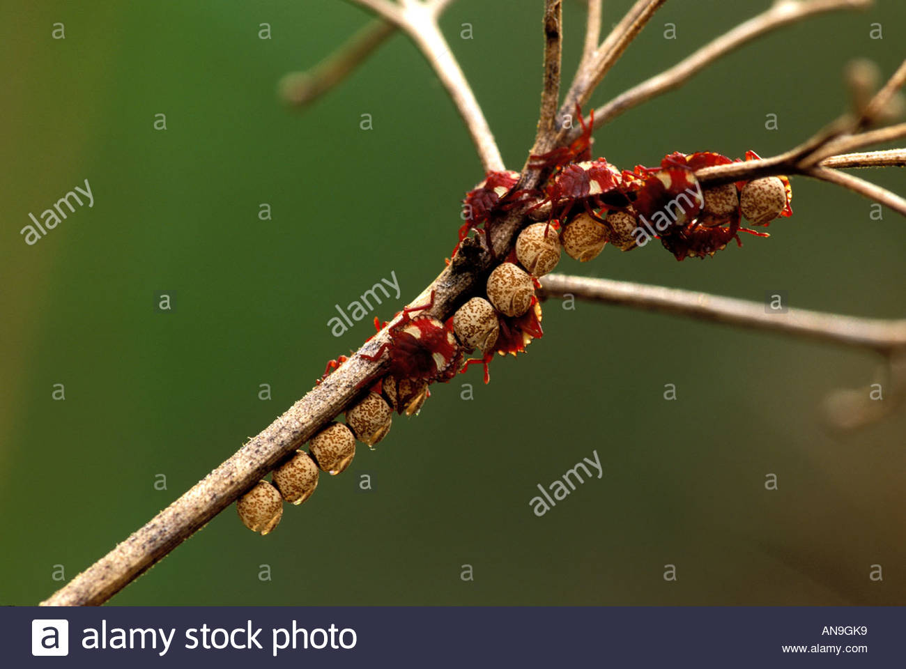 Tick Egg Stock Photos & Tick Egg Stock Images - Alamy
