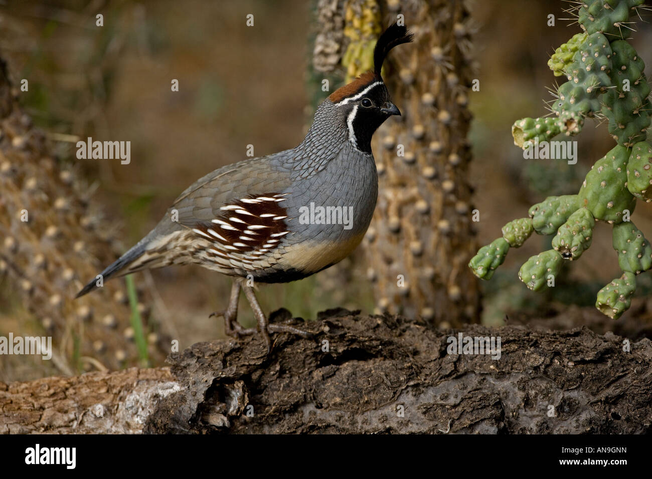 Gambel's quail on cactus hi-res stock photography and images - Alamy