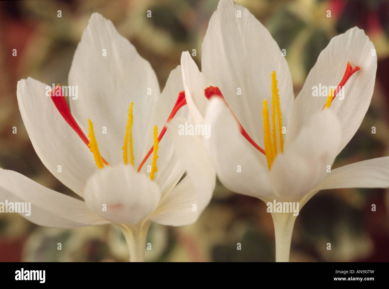 White Autumn Crocus