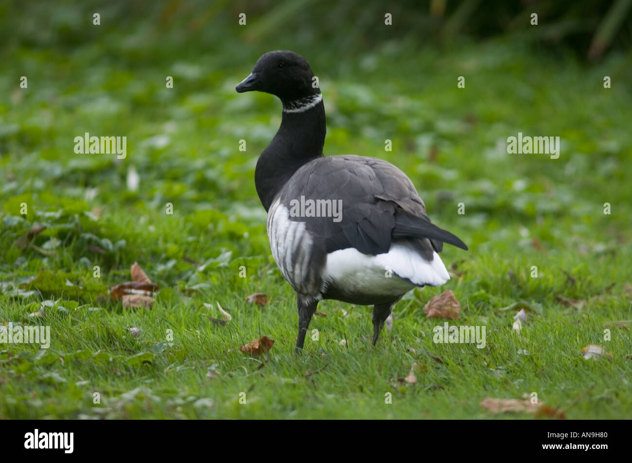 Asian bird flu threat hi-res stock photography and images - Alamy