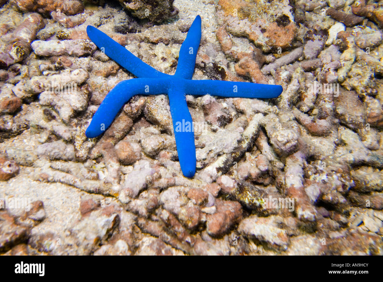 1 one Blue starfish star fish wild wilderness under the sea FIJI ...