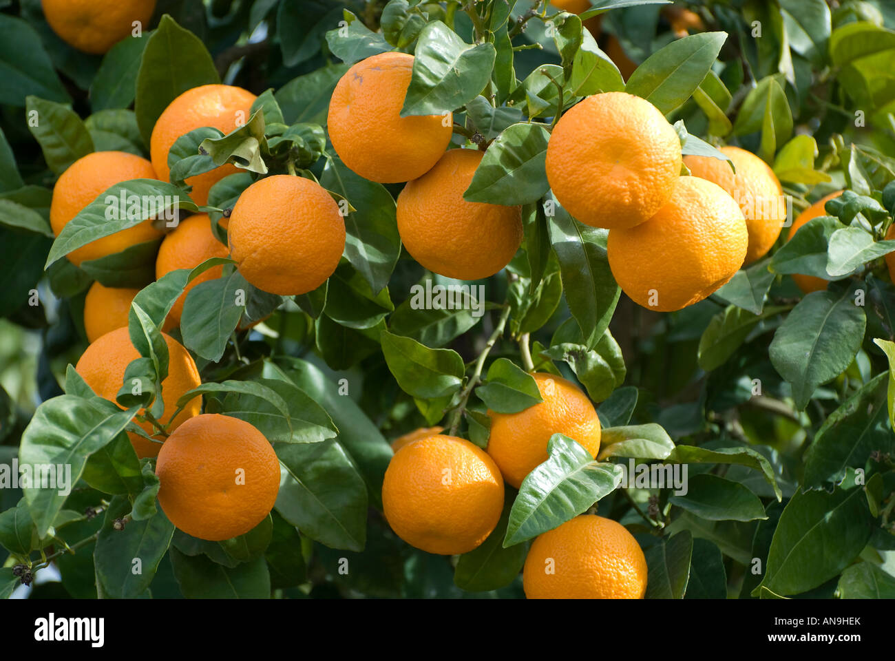 Seville oranges hi-res stock photography and images - Alamy