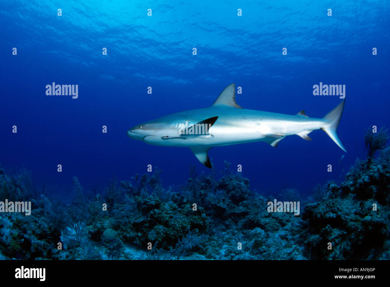 Reef shark Caribbean Stock Photo - Alamy