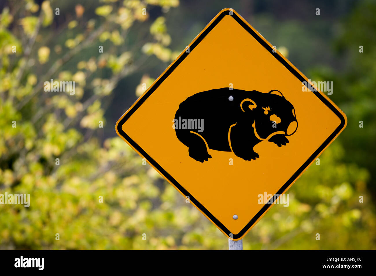 Wombat road warning sign near Wollombi Australia Stock Photo - Alamy