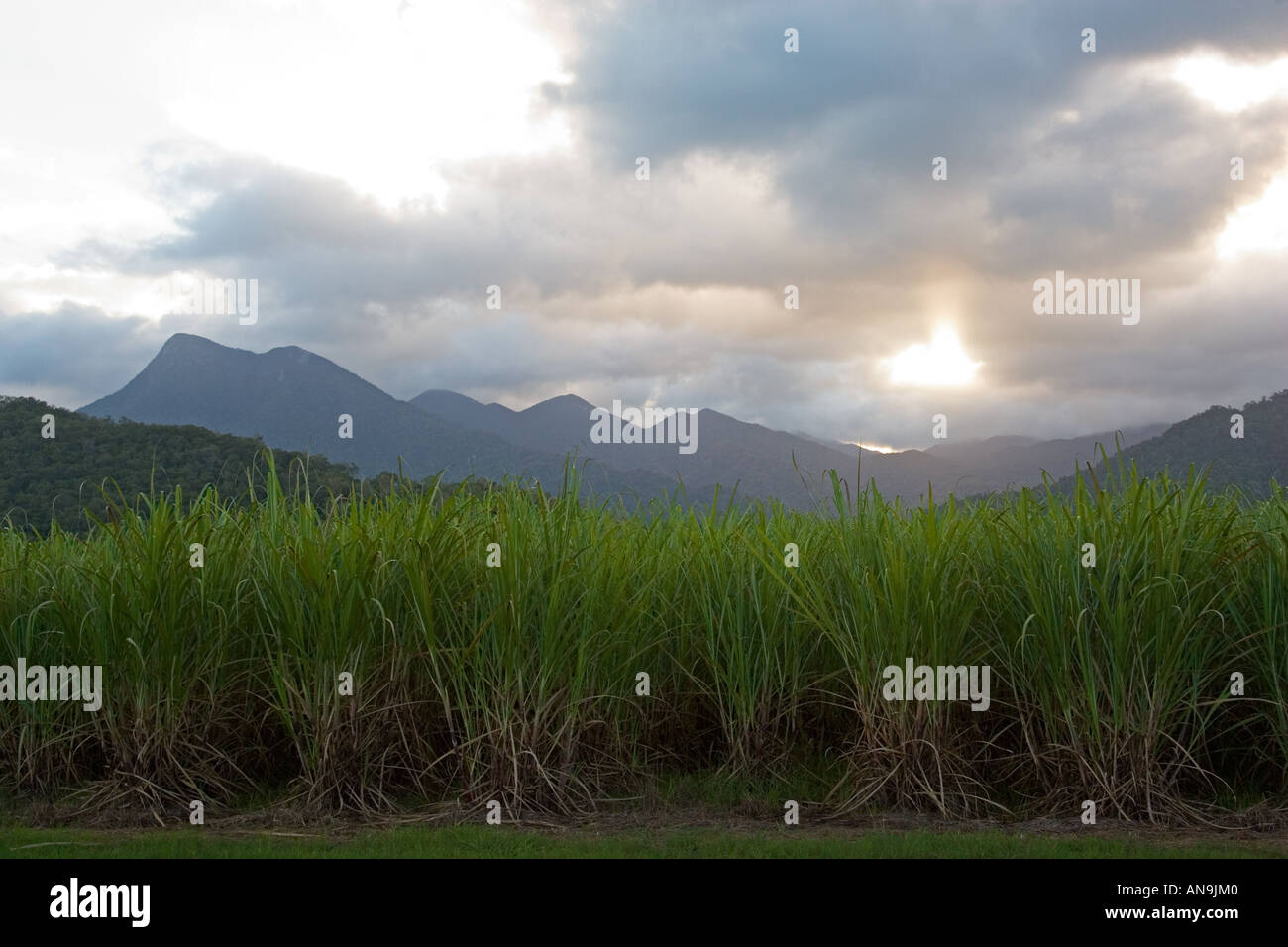 Sugar cane paddock with Mount Demi in the background Queensland ...