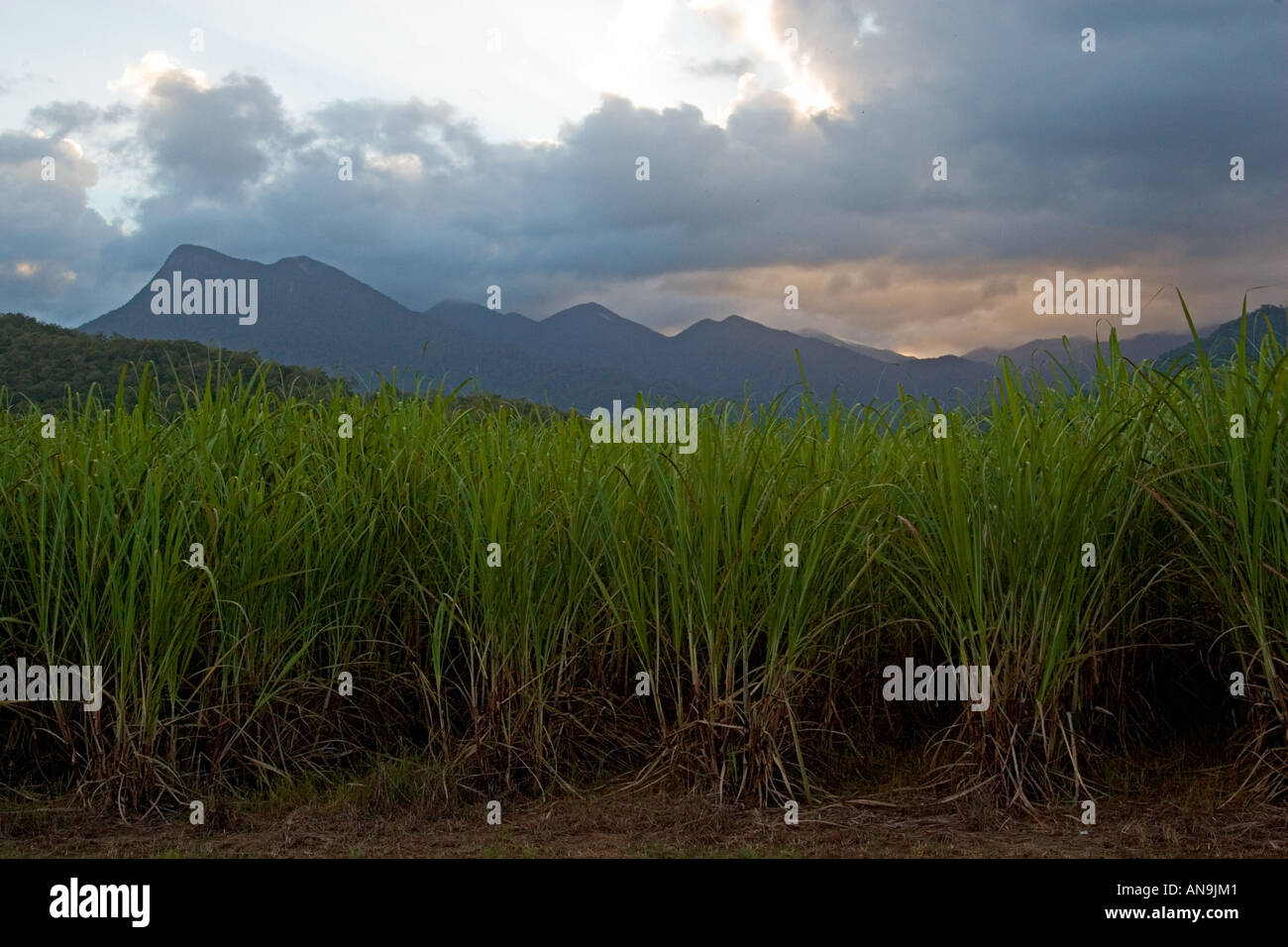 Sugar cane paddock with Mount Demi in the background Queensland ...