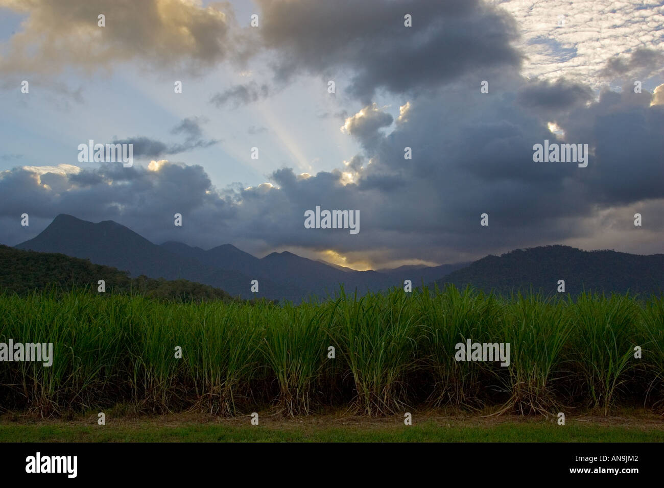 Sugar cane paddock with Mount Demi in the background Queensland ...