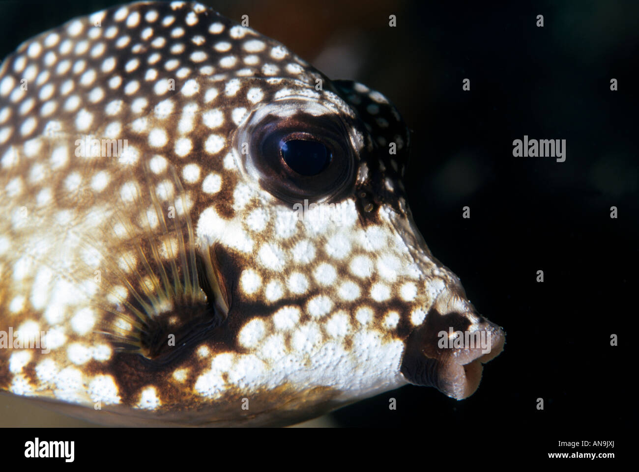 Trunk fish hi-res stock photography and images - Alamy