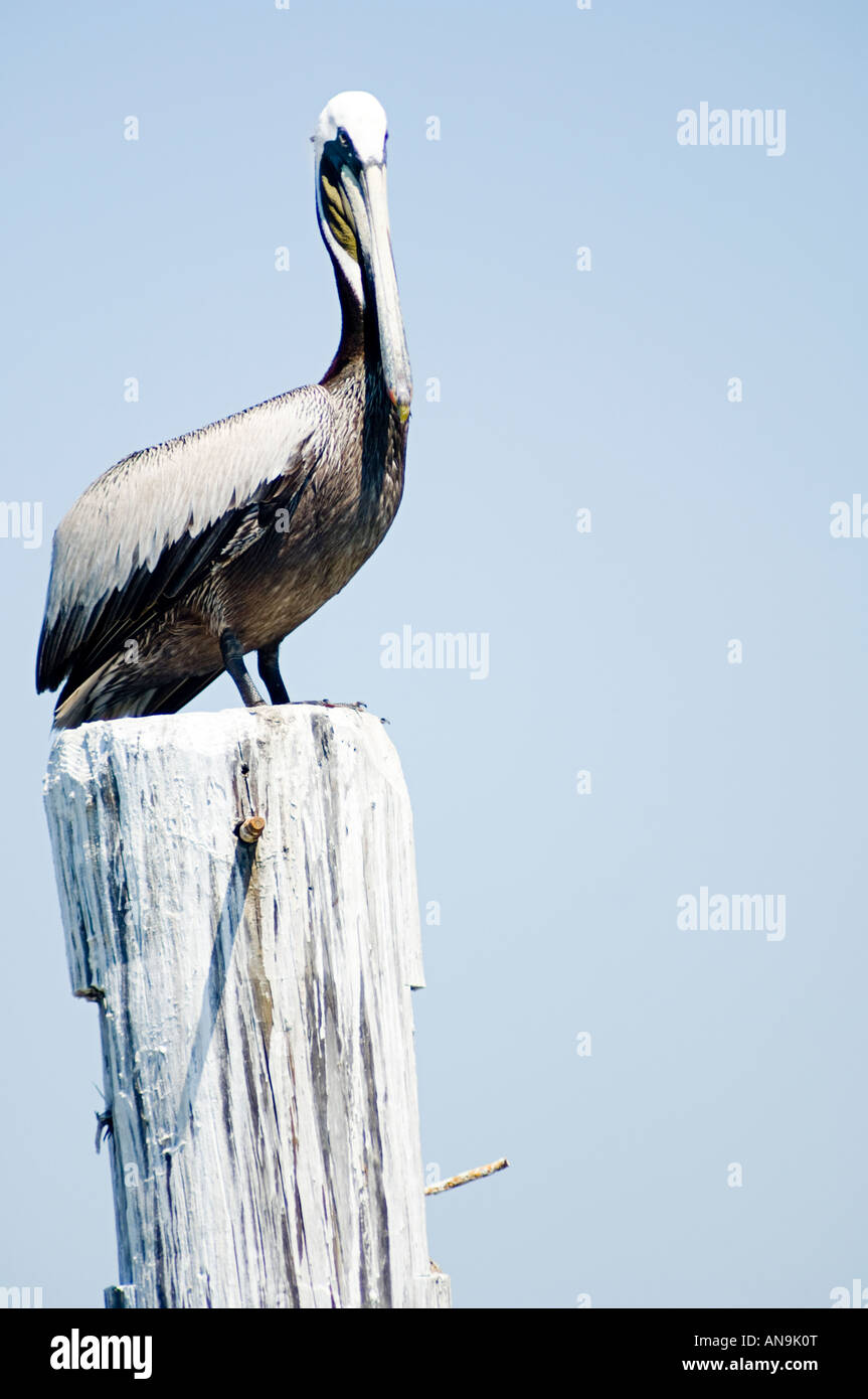 Pelican spreading wings hi-res stock photography and images - Alamy