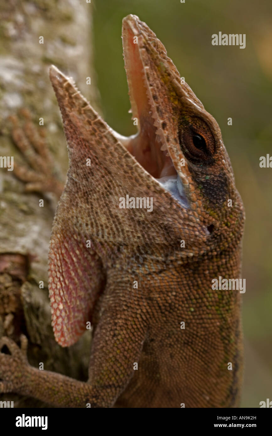 Insectivore teeth hi-res stock photography and images - Alamy