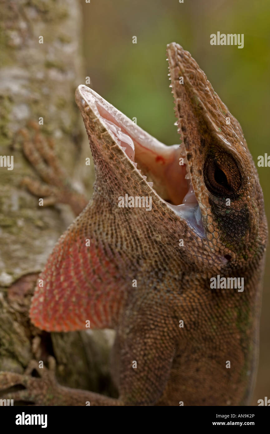Insectivore teeth hi-res stock photography and images - Alamy