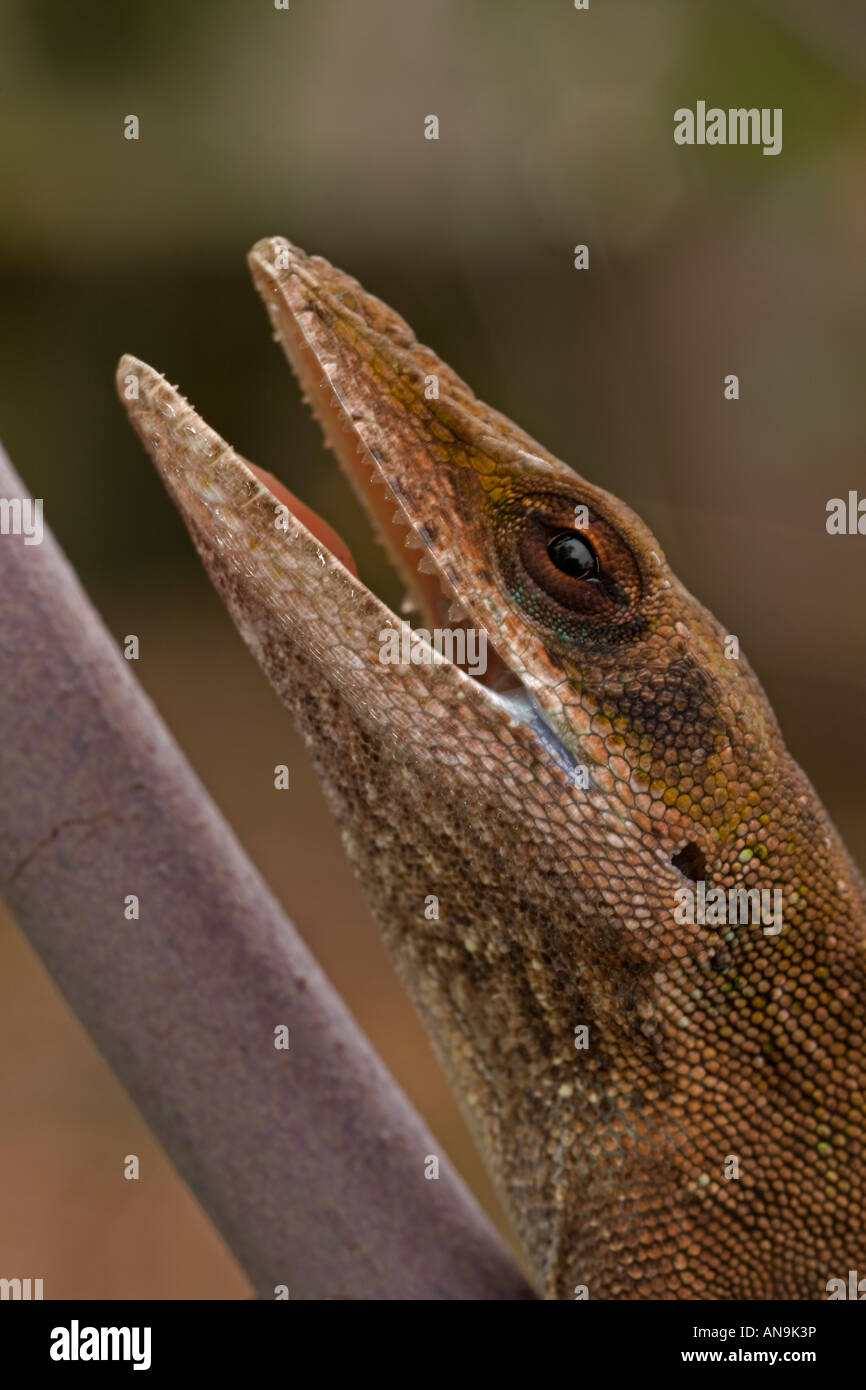 Insectivore teeth hi-res stock photography and images - Alamy