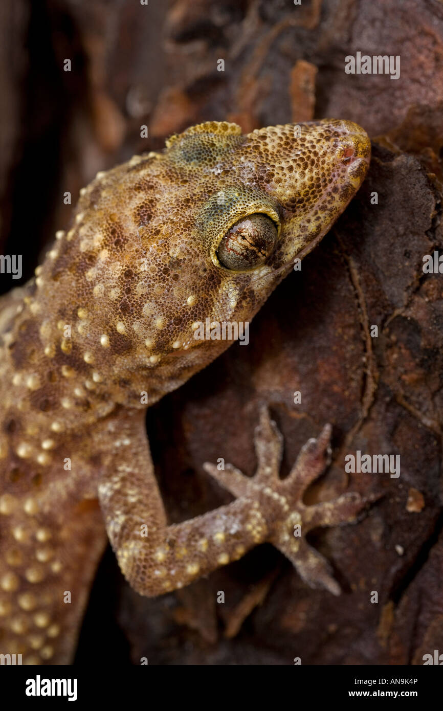 Mediterranean Gecko [Hemidactylus turcicus] Louisiana - USA - Head shot ...