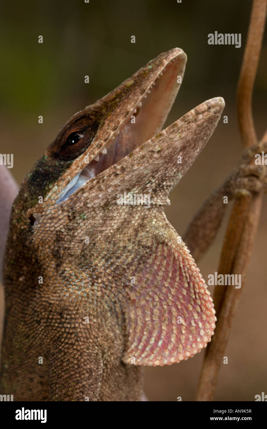 Insectivore teeth hi-res stock photography and images - Alamy