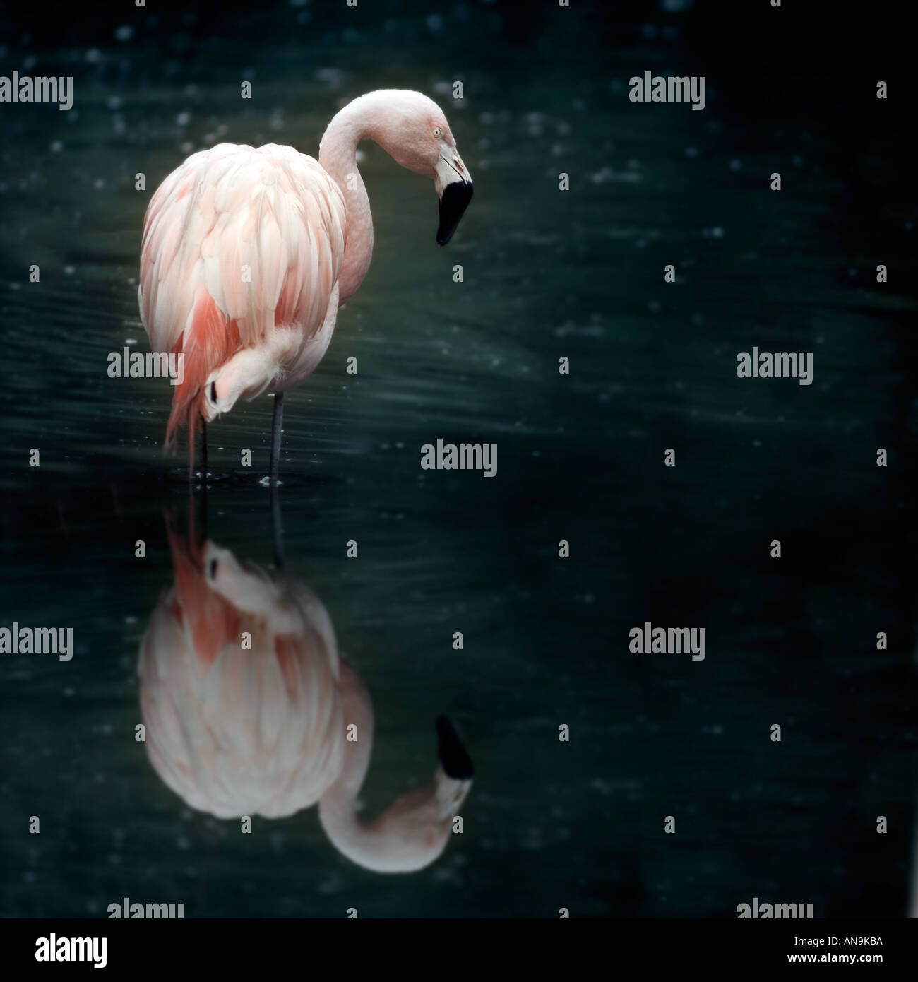 Asian bird flu threat hi-res stock photography and images - Alamy