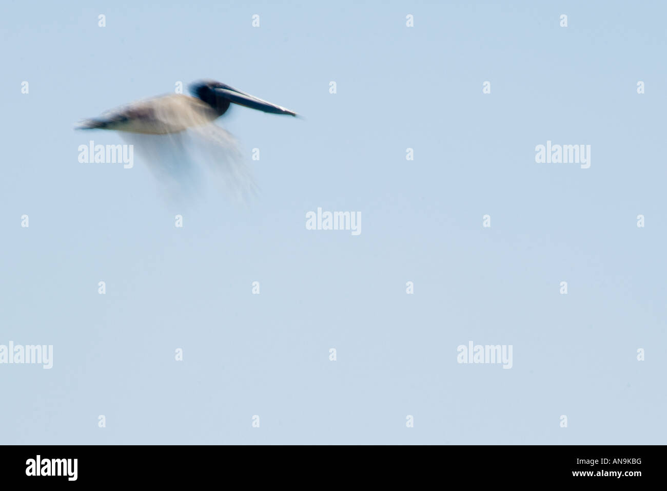 Panning shot bird flying hi-res stock photography and images - Alamy
