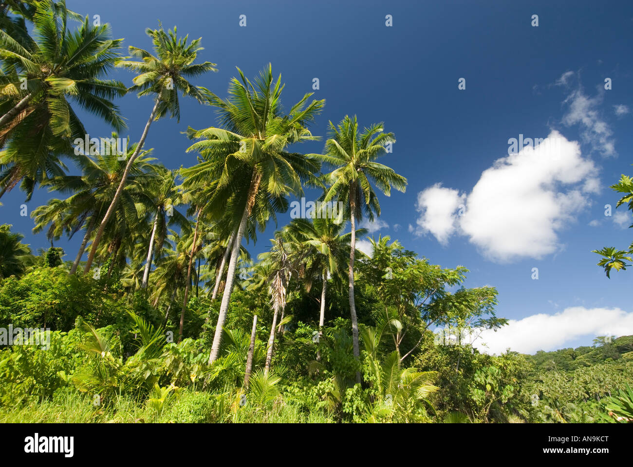 Northeast pacific underwater hi-res stock photography and images - Alamy
