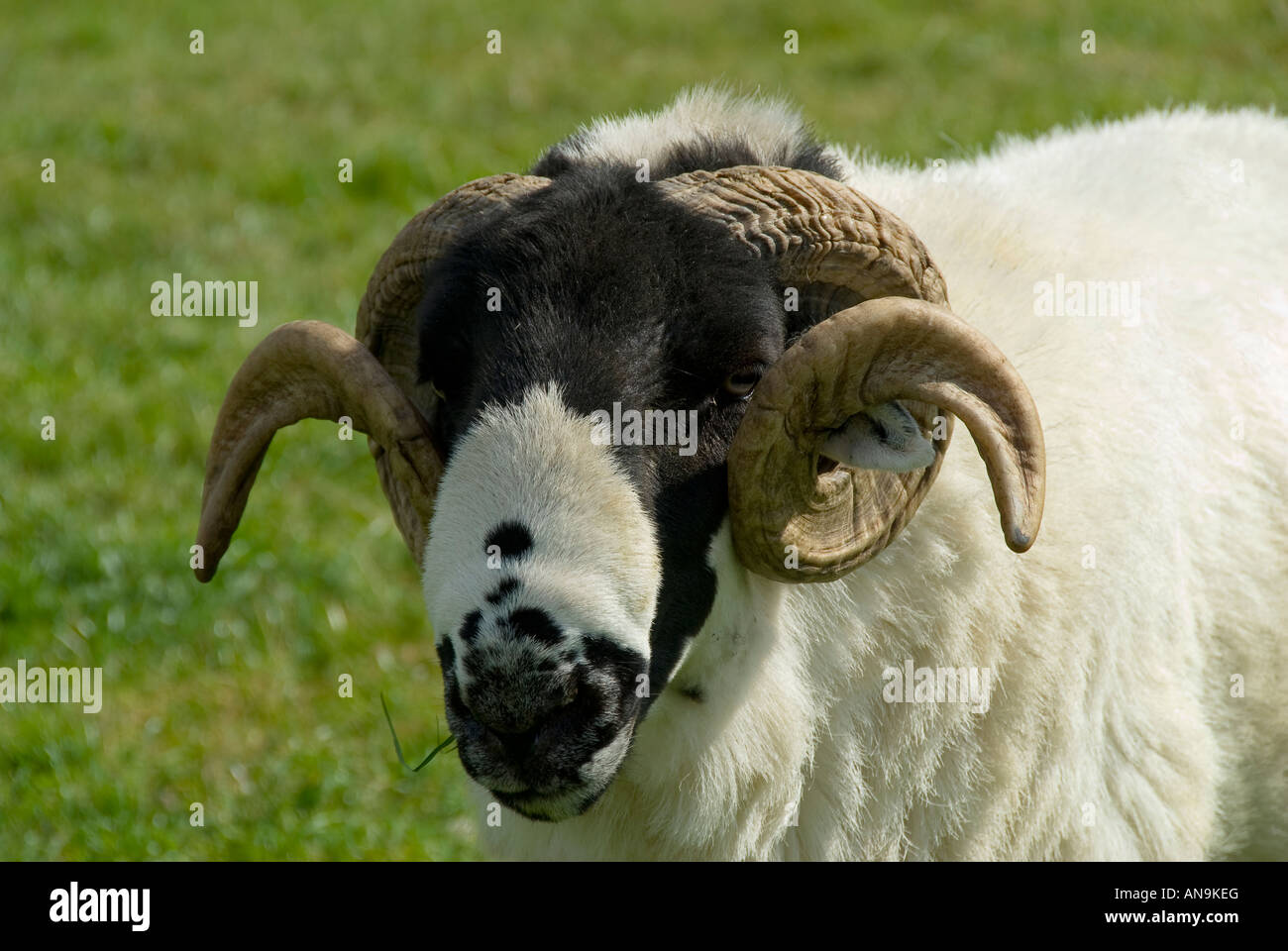 Ram or Tup Yorkshire Dales National Park Cumbria Stock Photo - Alamy