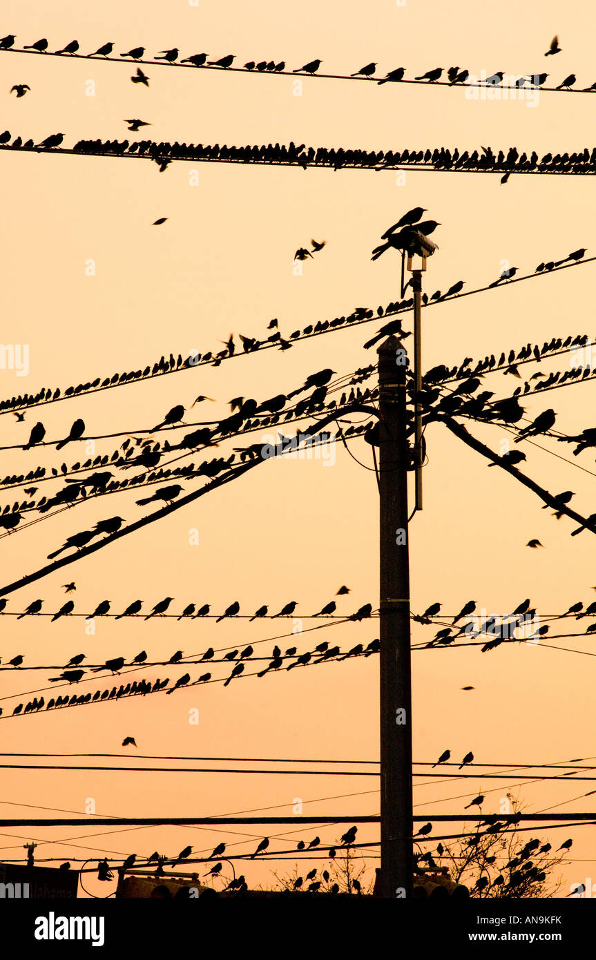 Swarming birds hi-res stock photography and images - Alamy