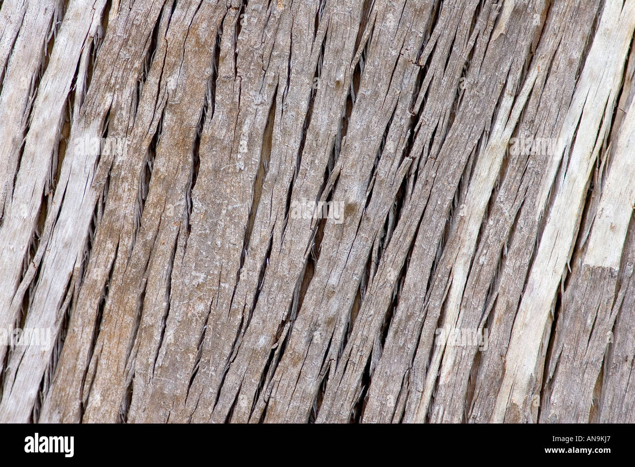 Bark of the Forest Red Gum Tree New South Wales Australia Stock Photo ...
