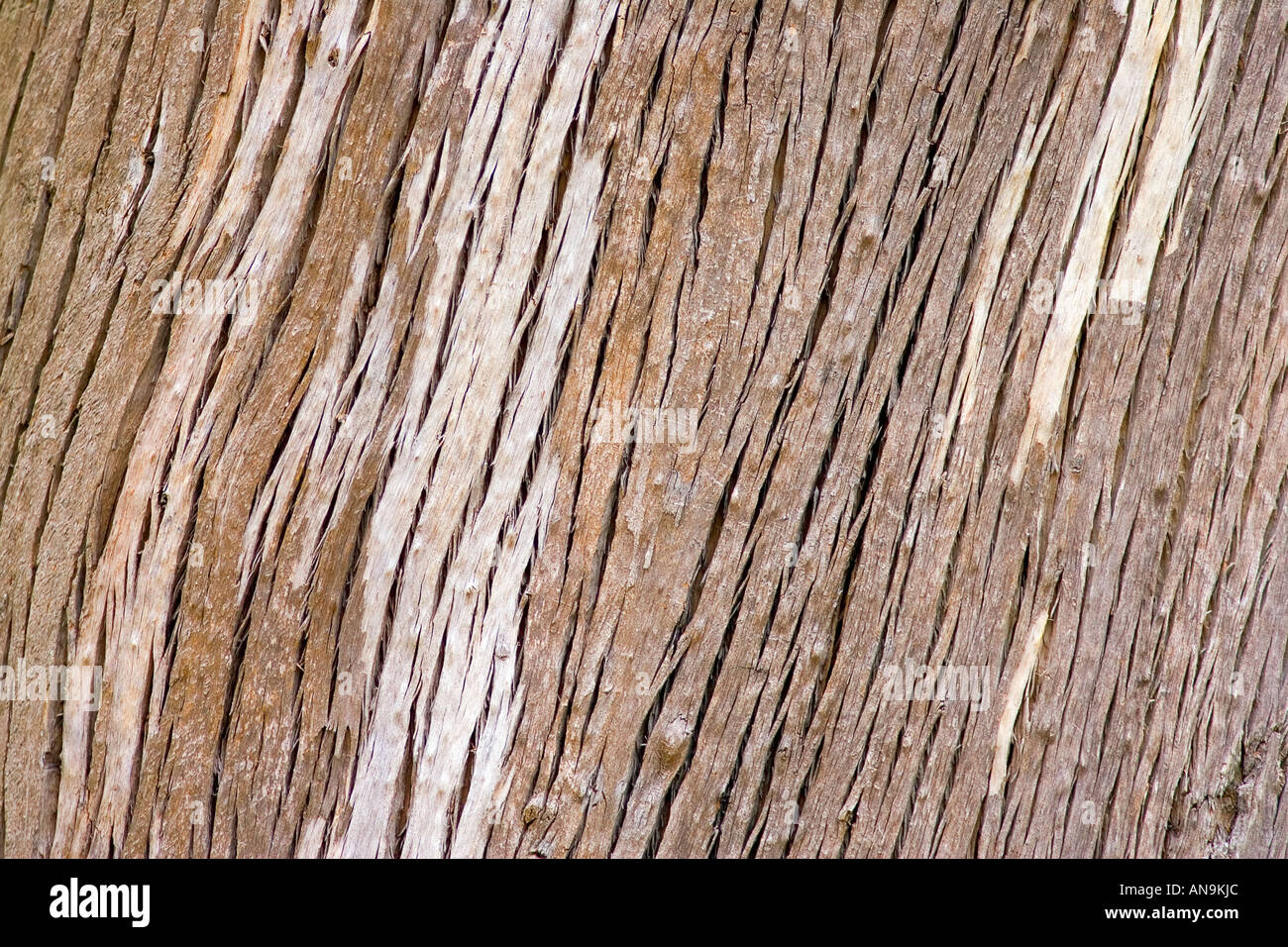 Bark of the Forest Red Gum Tree New South Wales Australia Stock Photo ...