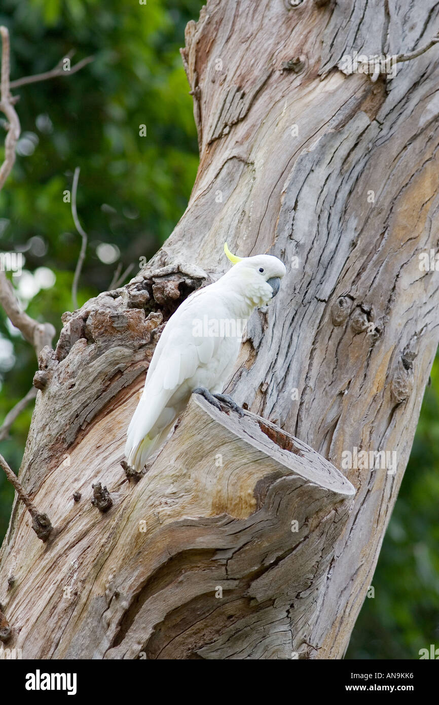 Sulphur crested Cockatoo perched in a Forest Red Gum Tree Australia ...