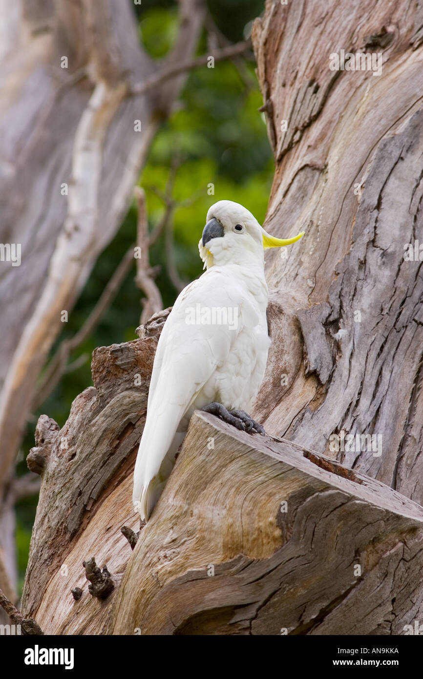 Australian woodland cockatoo hi-res stock photography and images - Alamy