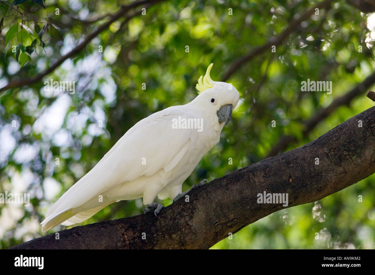 Red crested cockatoo hi-res stock photography and images - Alamy