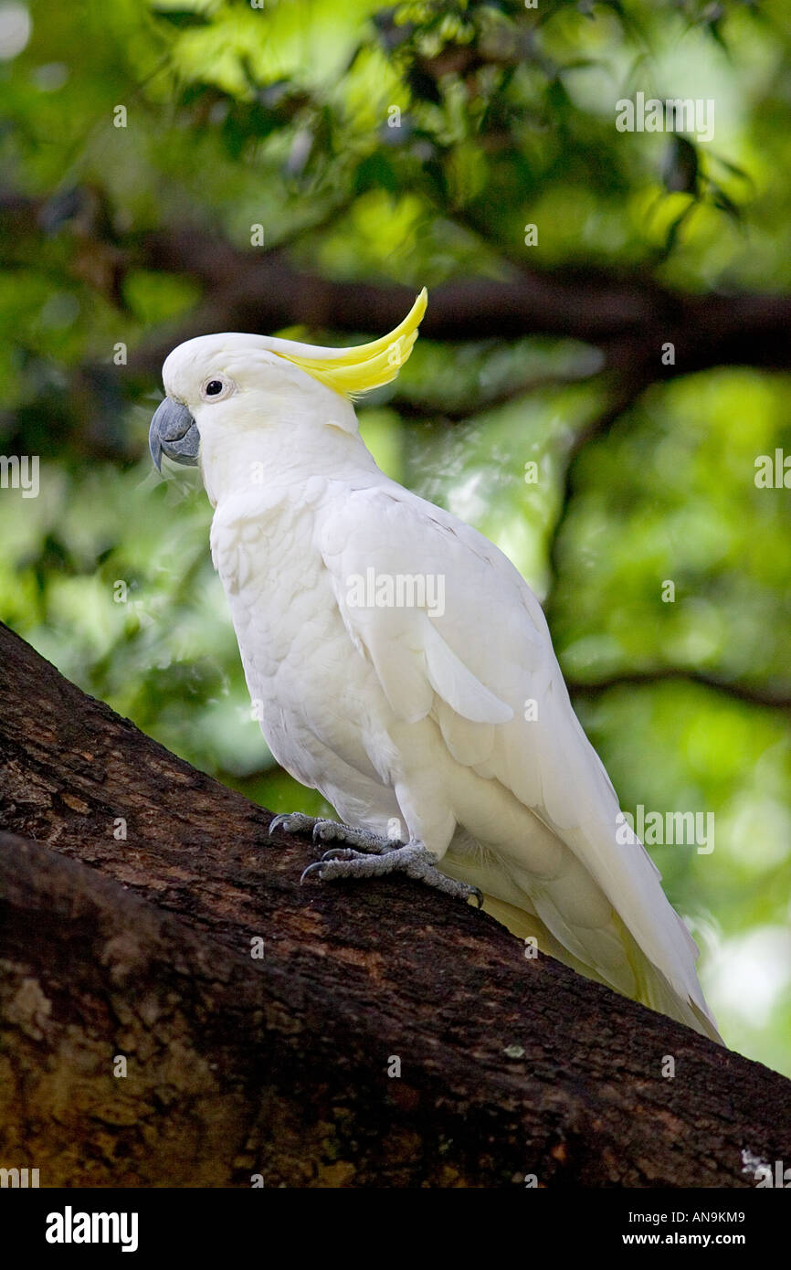 Sulphur crested Cockatoo perched in a Forest Red Gum Tree Australia ...