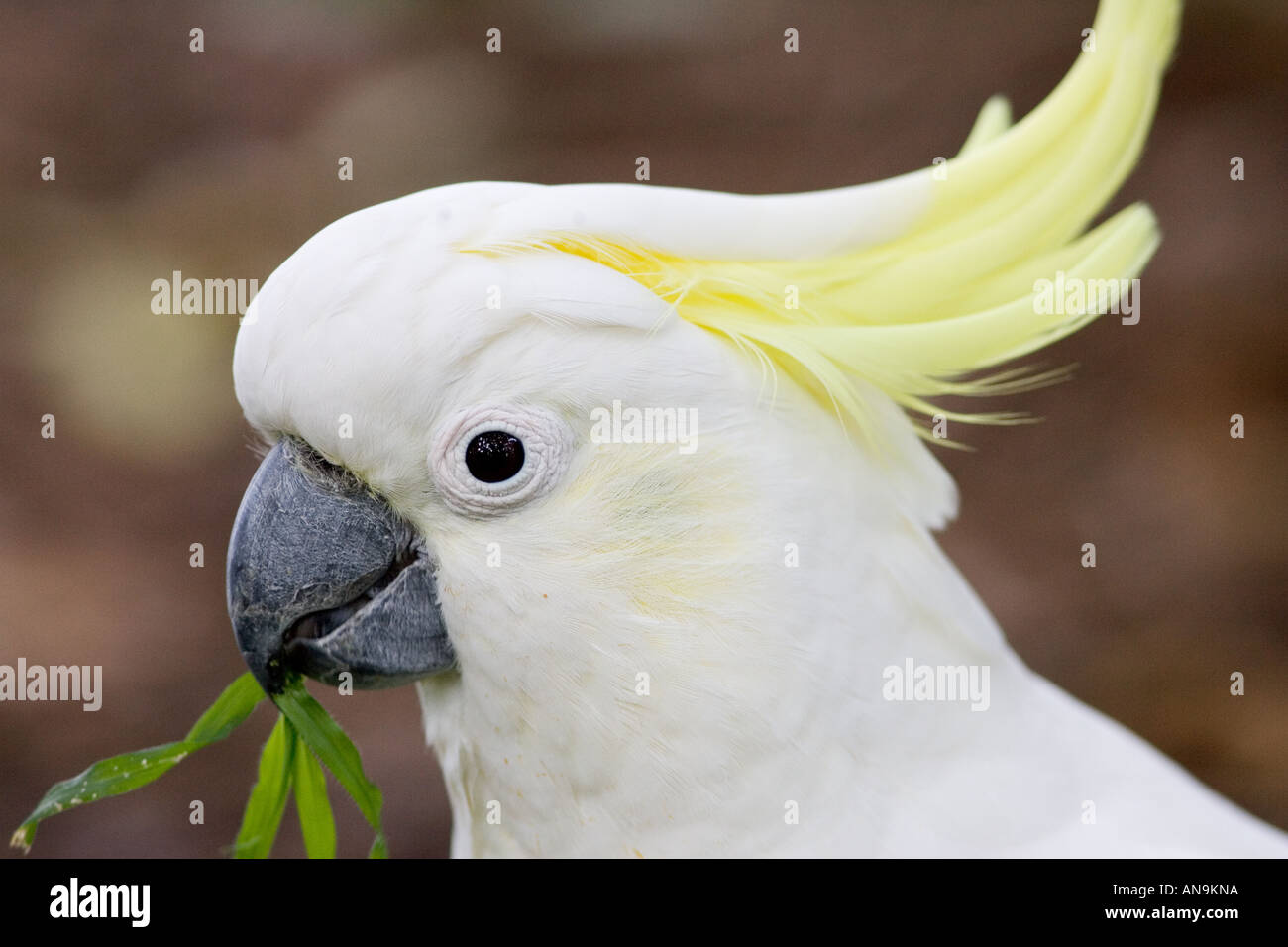 The eye a cockatoo hi-res stock photography and images - Alamy