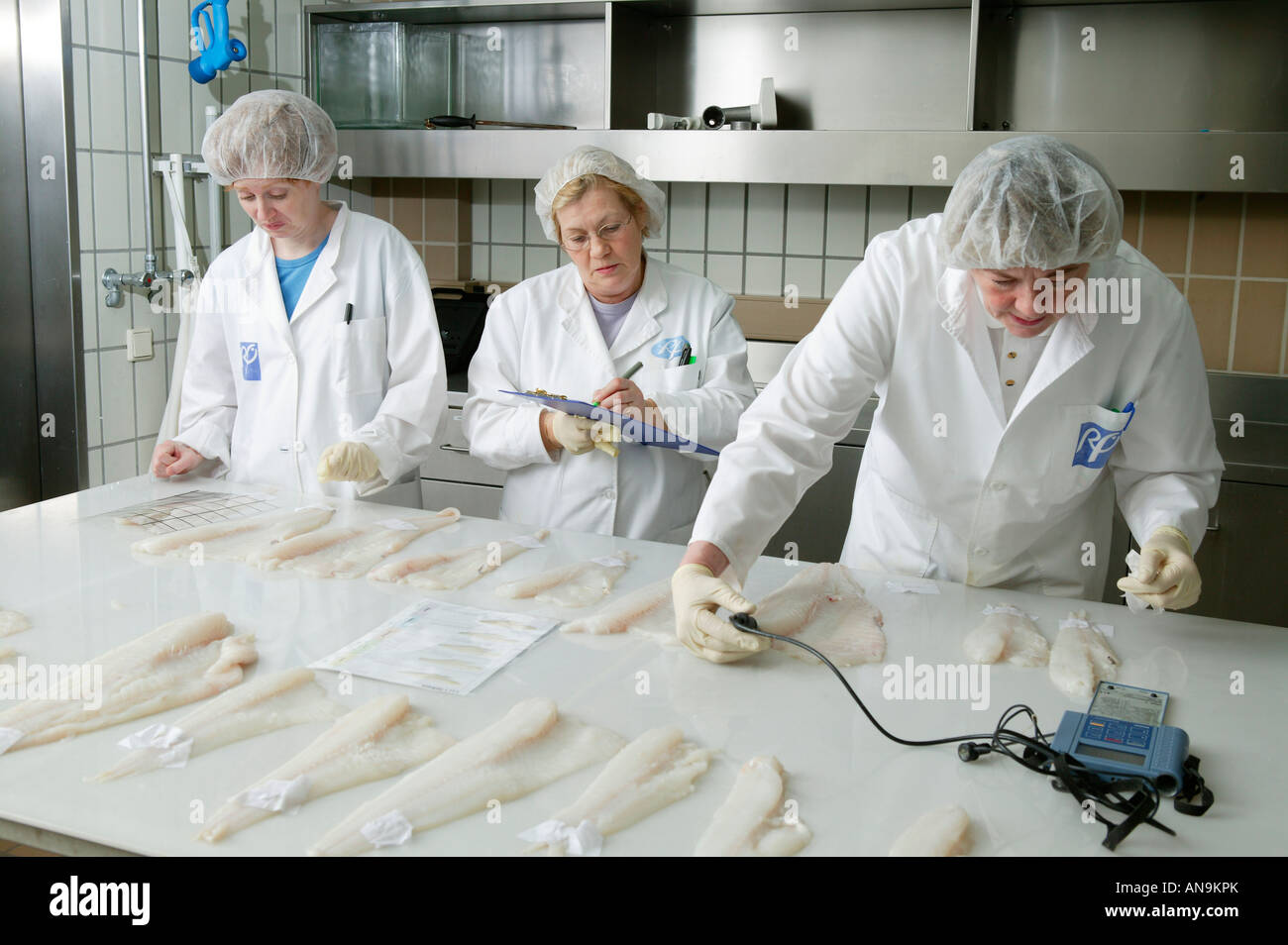 Researchers testing cod at Fish Laboratory Stock Photo - Alamy