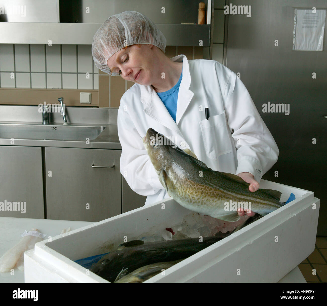 Researchers testing Cod Fish at Fish Laboratory Stock Photo - Alamy