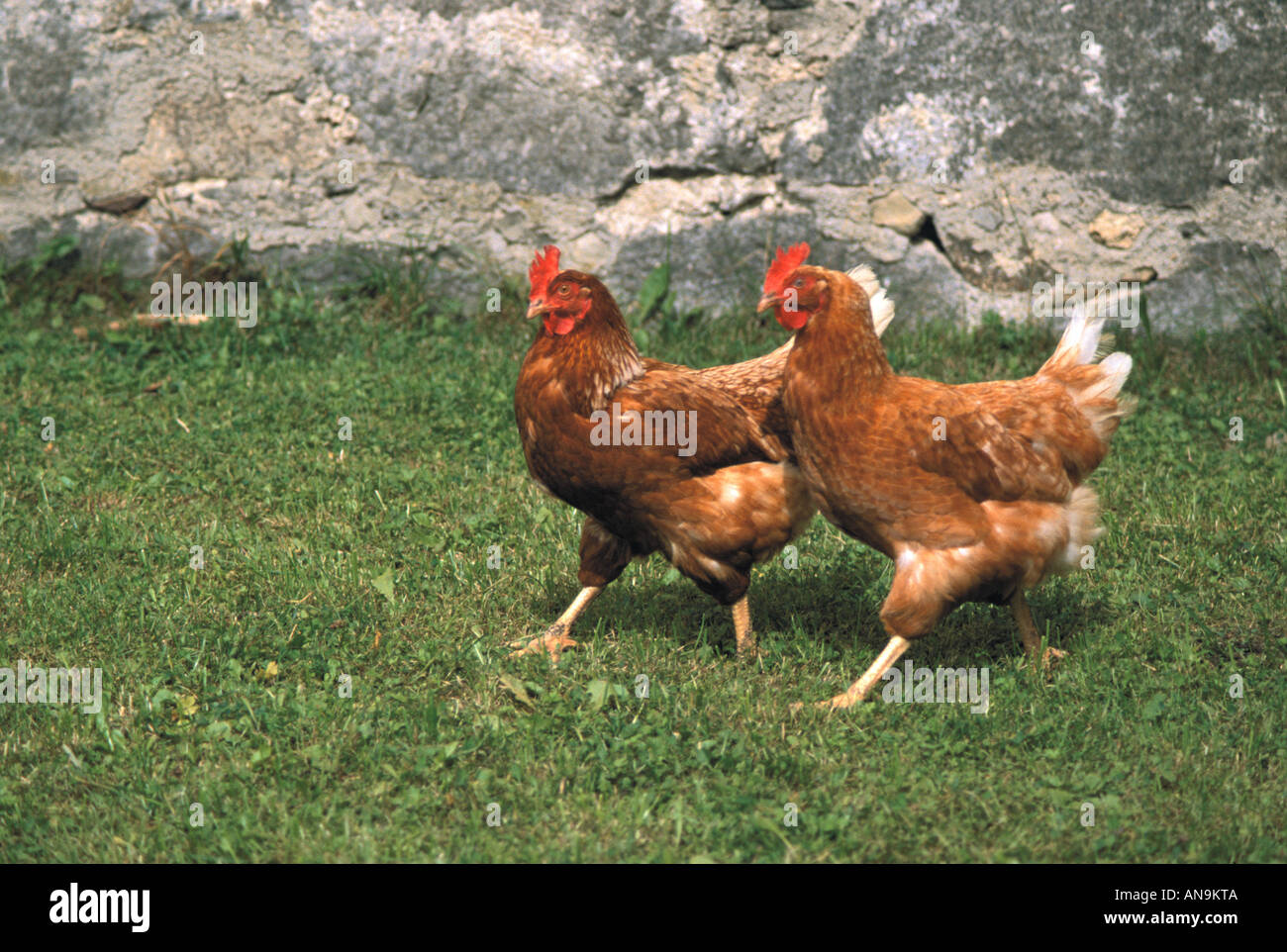2 chickens hi-res stock photography and images - Alamy