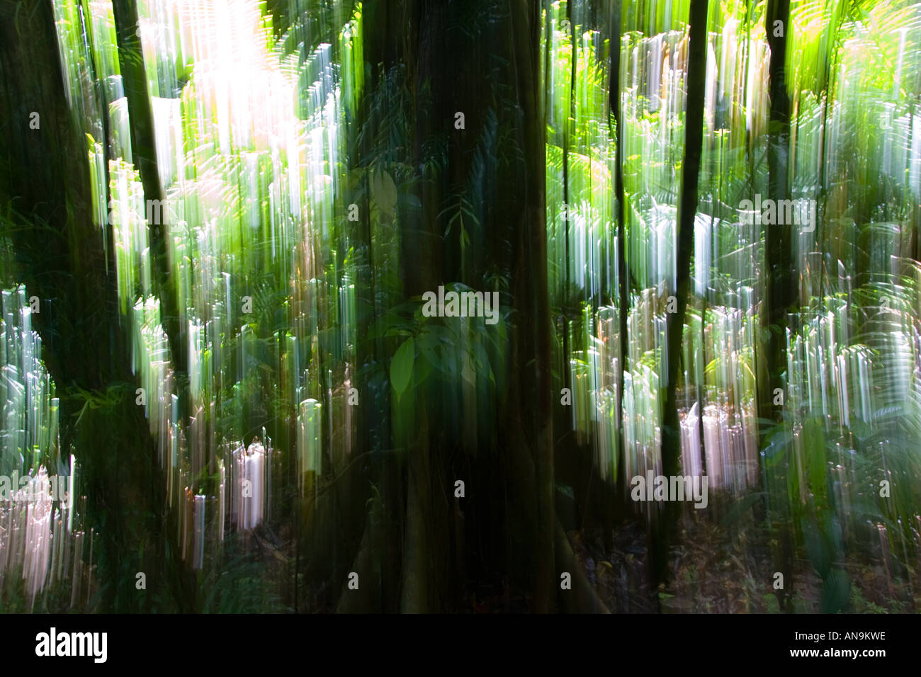 Trees and plants in the Daintree World Heritage Rainforest Australia ...