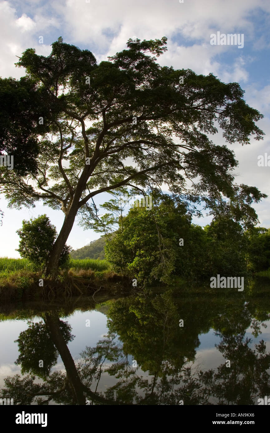 Brazilian Rain Tree hangs over the Mossman River Daintree Queensland ...