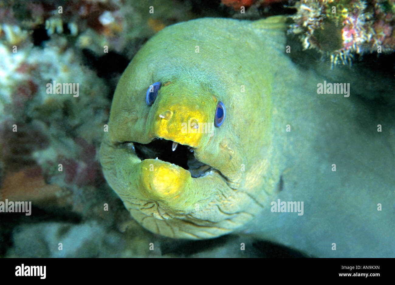 Green moray Caribbean Stock Photo - Alamy