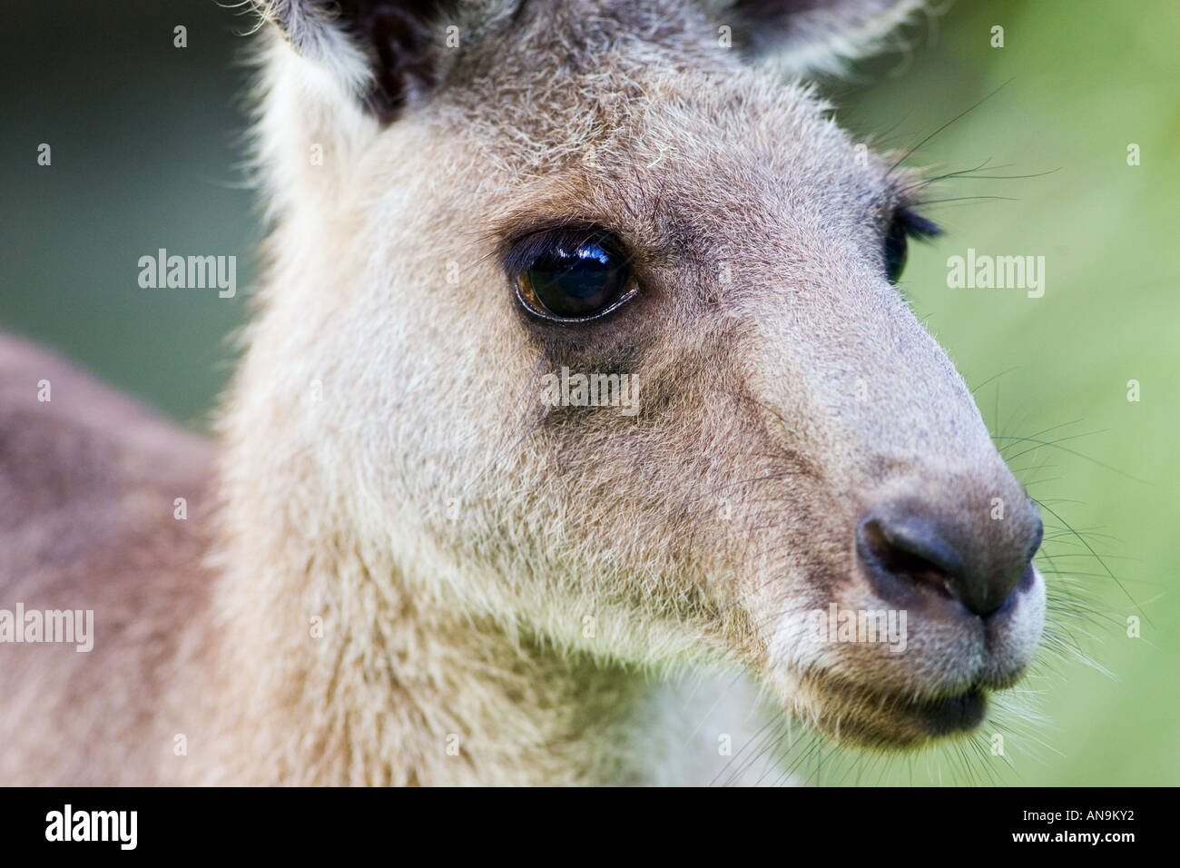 Antilopine wallaroo hi-res stock photography and images - Alamy