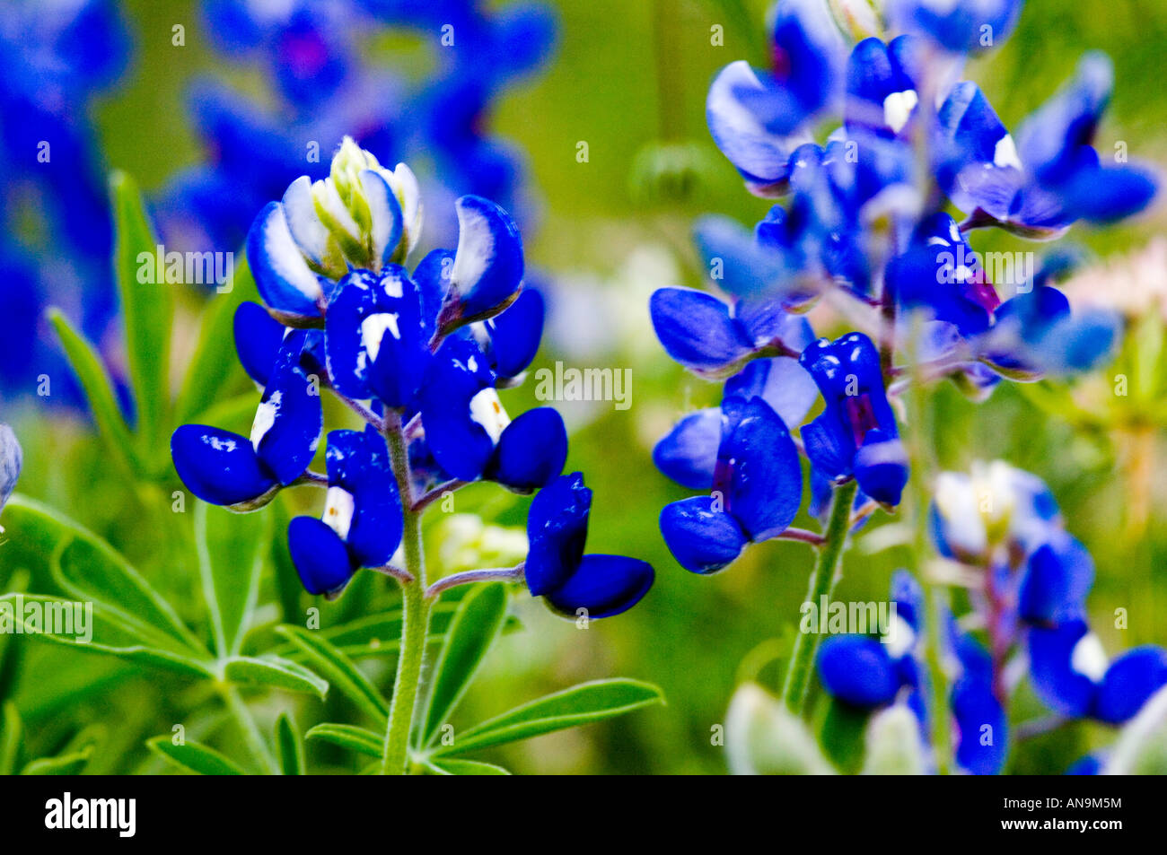 Bluebonnets hi-res stock photography and images - Alamy