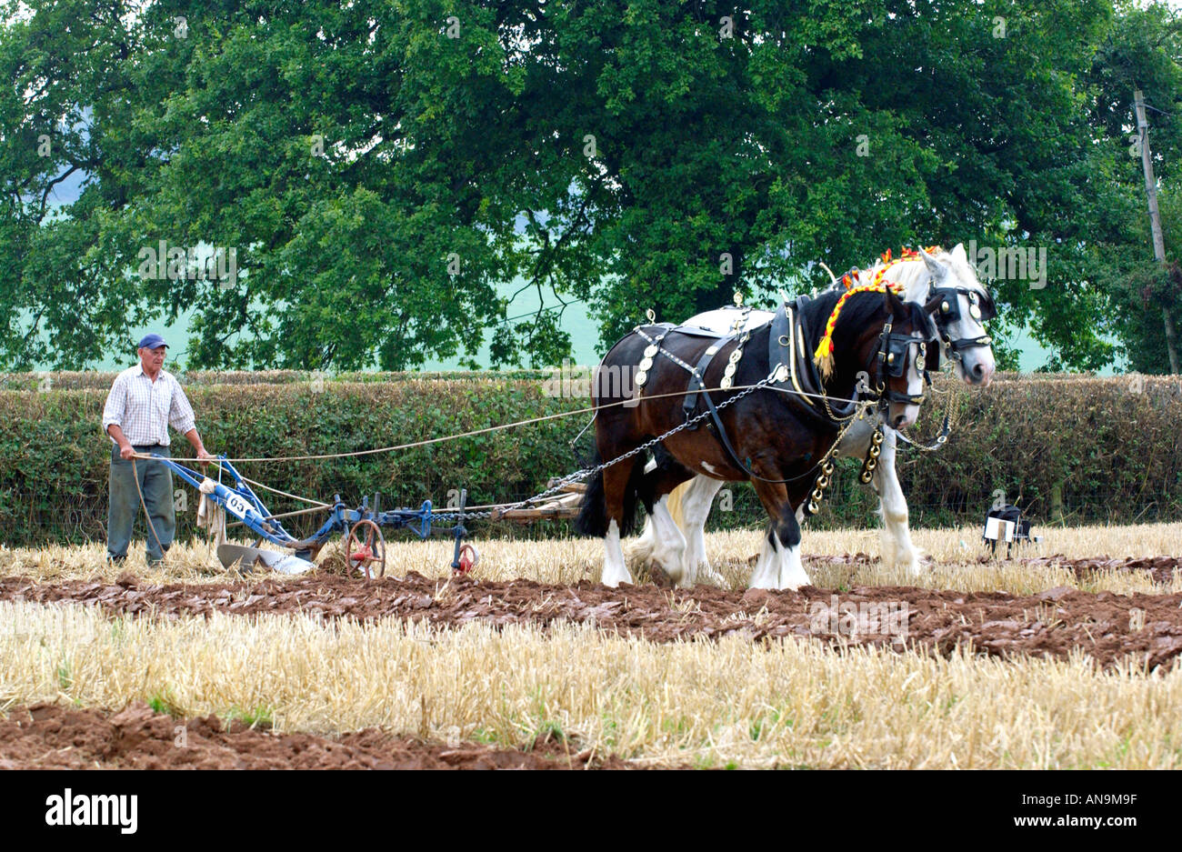 Annual ploughing match using team of horses at Pandy Monmouthshire ...