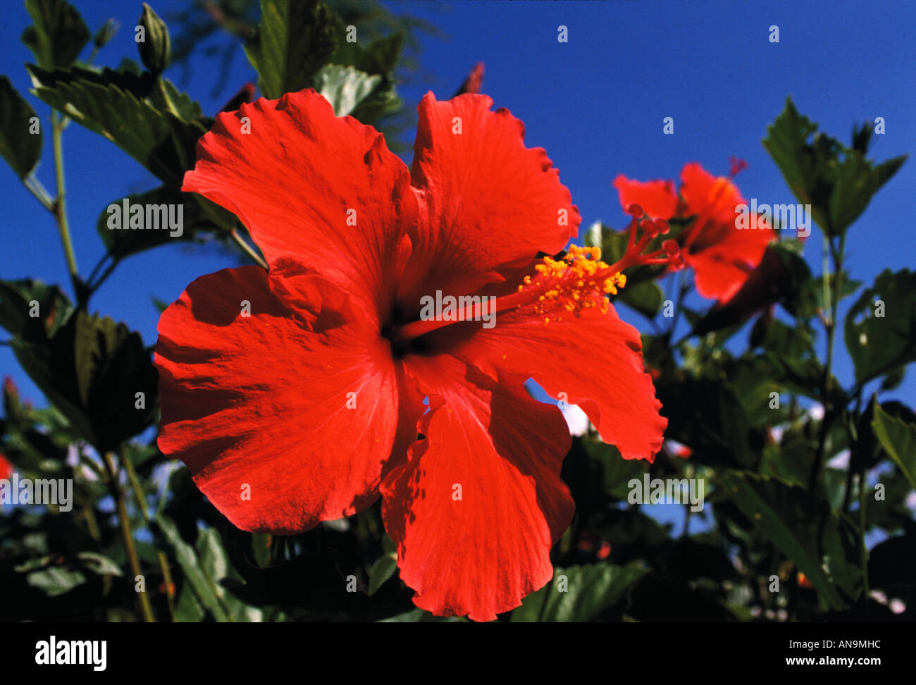 Sliding flowers hi-res stock photography and images - Alamy