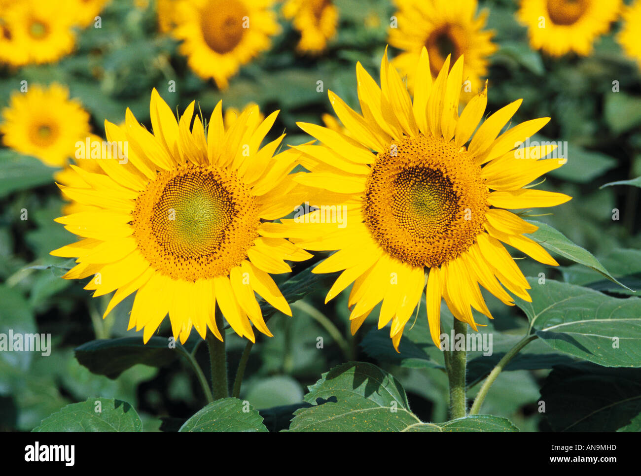 Fancy sunflower hi-res stock photography and images - Alamy