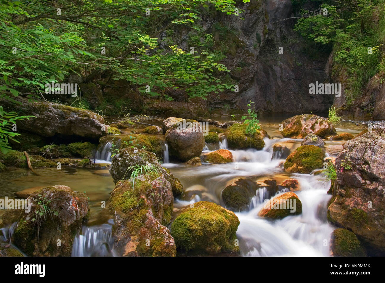 Beautiful brook in the forest Stock Photo - Alamy