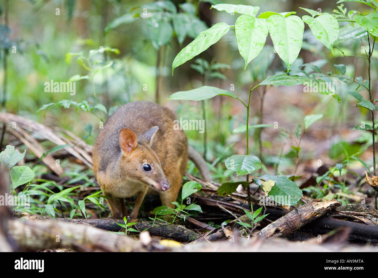 Red legged Pademelon in the rainforest Daintree Queensland Australia ...