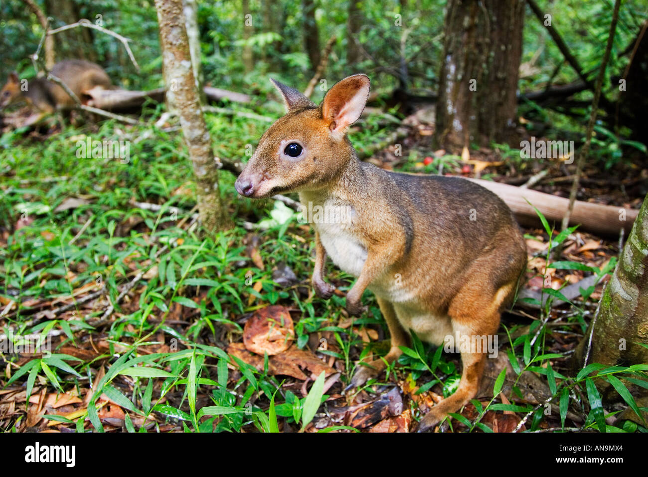 Red legged pademelon thylogale stigmatica hi-res stock photography and ...