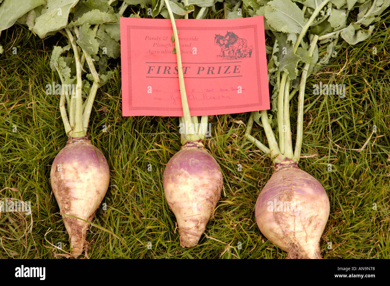 Prize certificate hi-res stock photography and images - Alamy