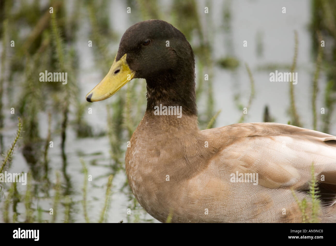 Asian bird flu threat hi-res stock photography and images - Alamy