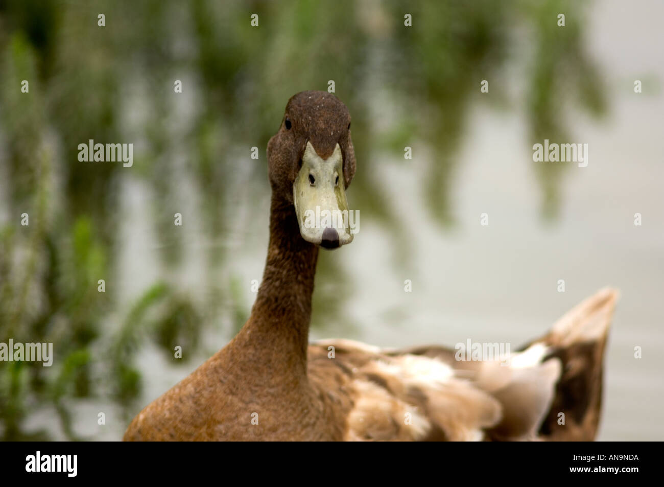 Tame wildfowl hi-res stock photography and images - Alamy