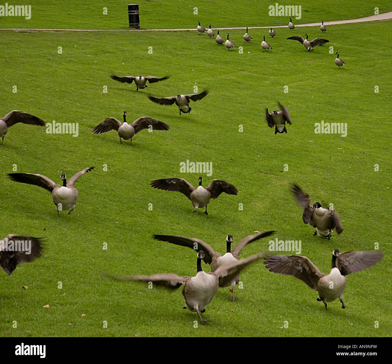 Flocking geese uk hi-res stock photography and images - Alamy