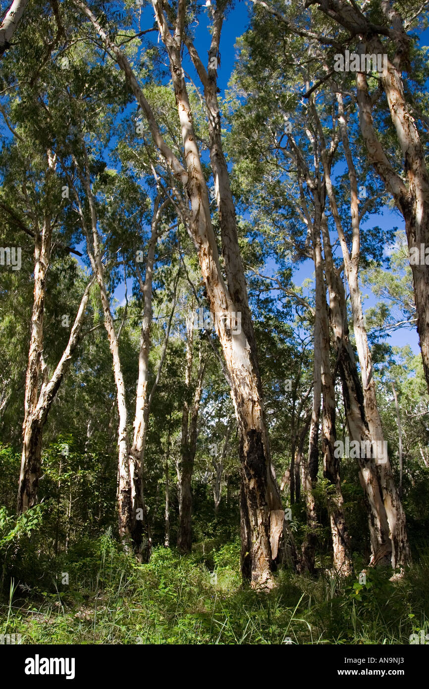Paperbark Tea Trees Mary Creek in the Daintree Rainforest Australia ...