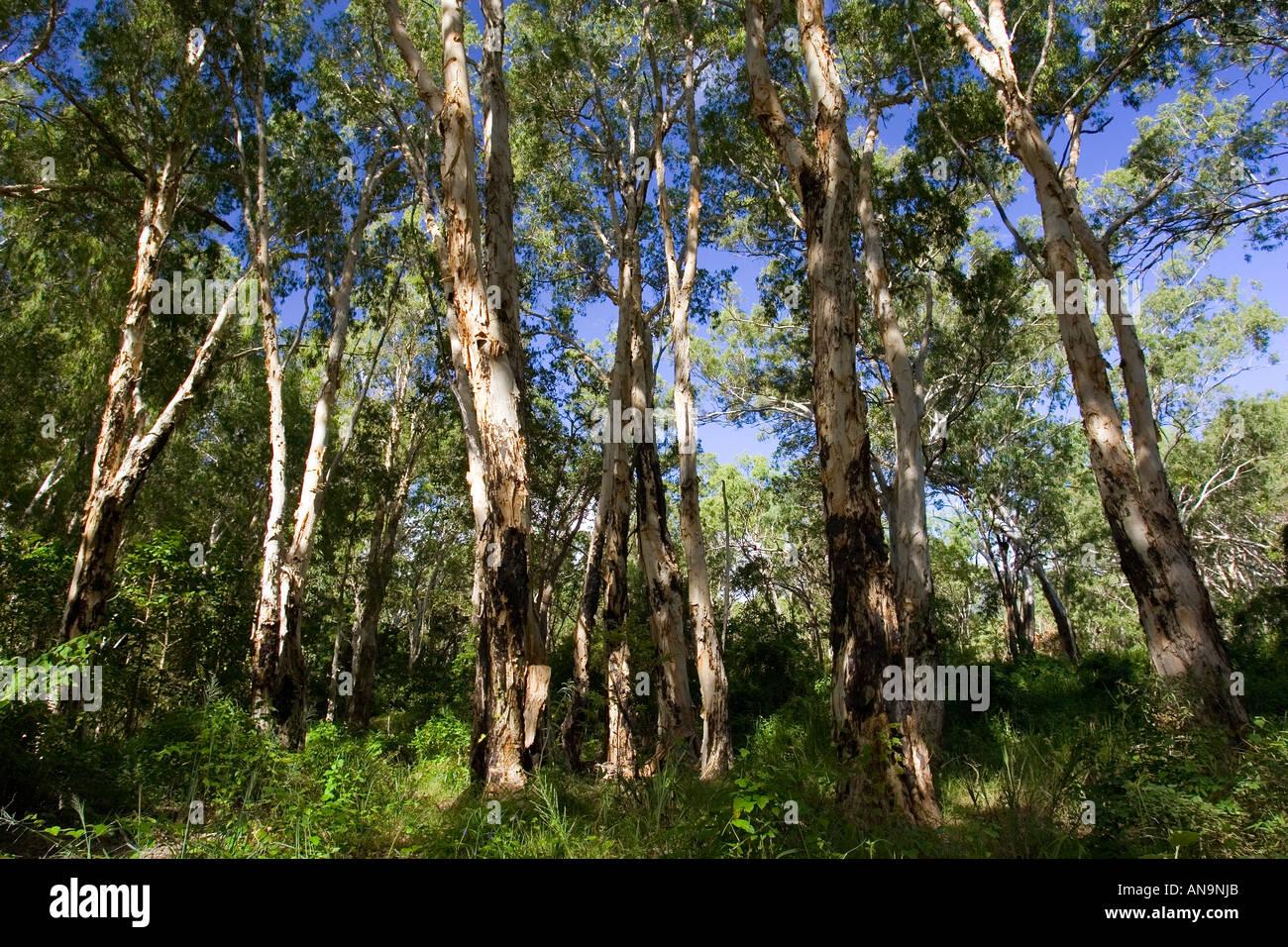 Paperbark Tea Trees Mary Creek in the Daintree Rainforest Australia ...